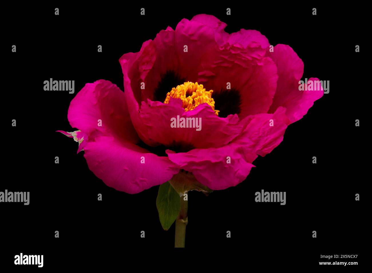 Bright red Tree Peony flower on black background Stock Photo - Alamy