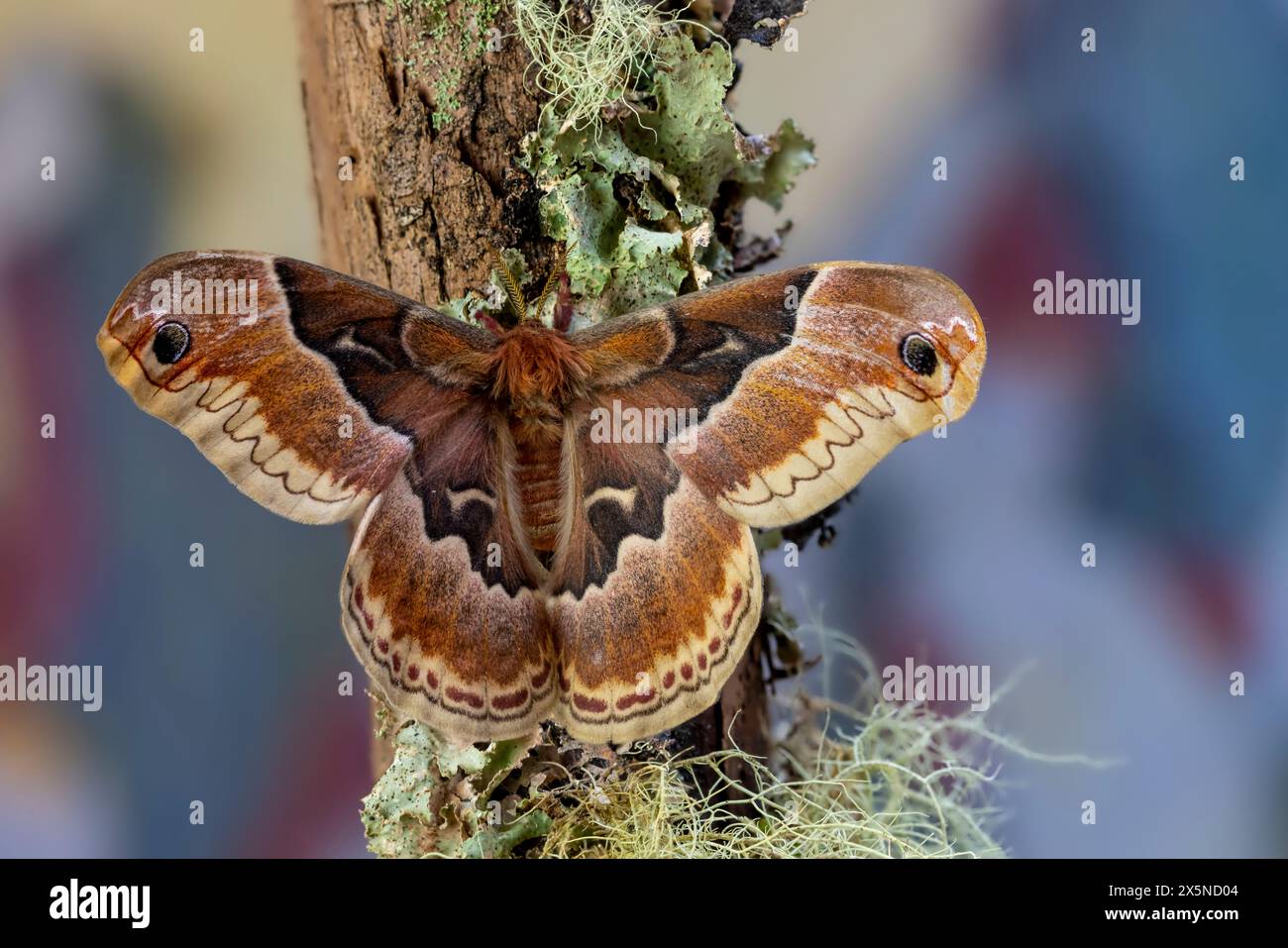 Silk moth hi-res stock photography and images - Alamy