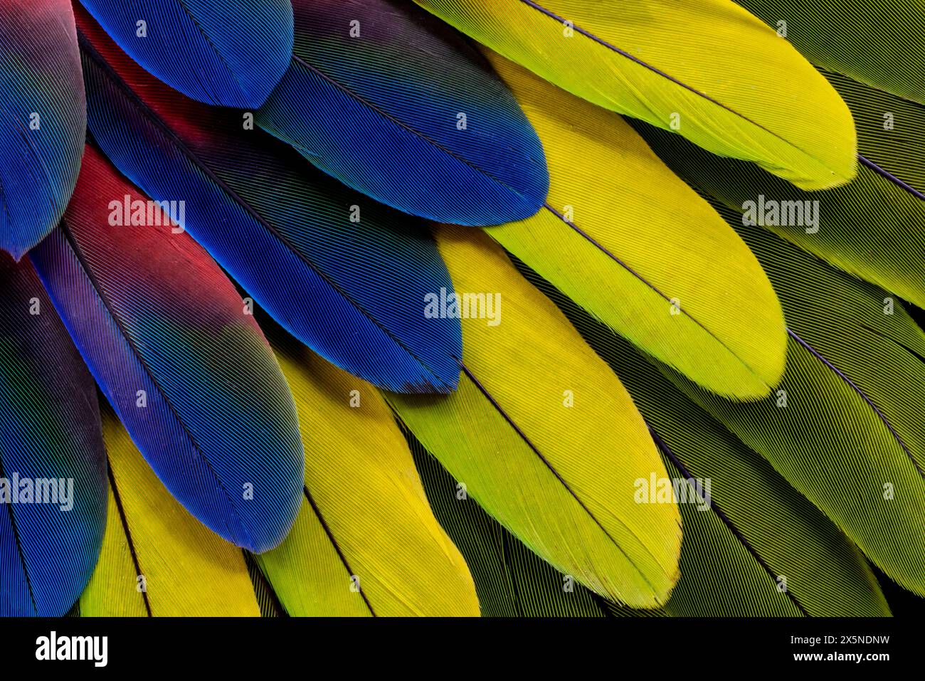 USA, Washington State, Sammamish. Feather design from a variety of ...