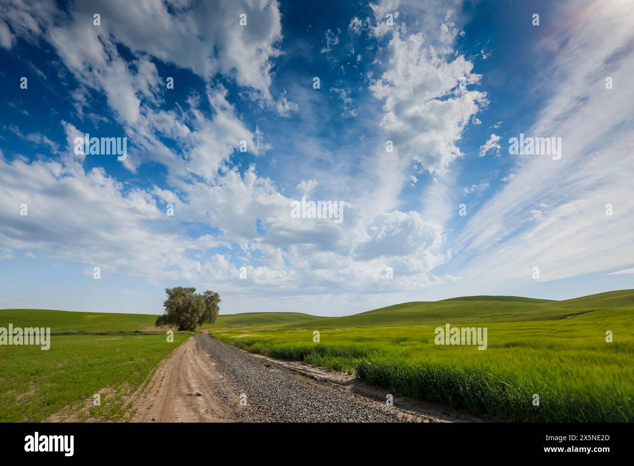 USA, Washington State, Palouse. Gravel road leading up to lone ...