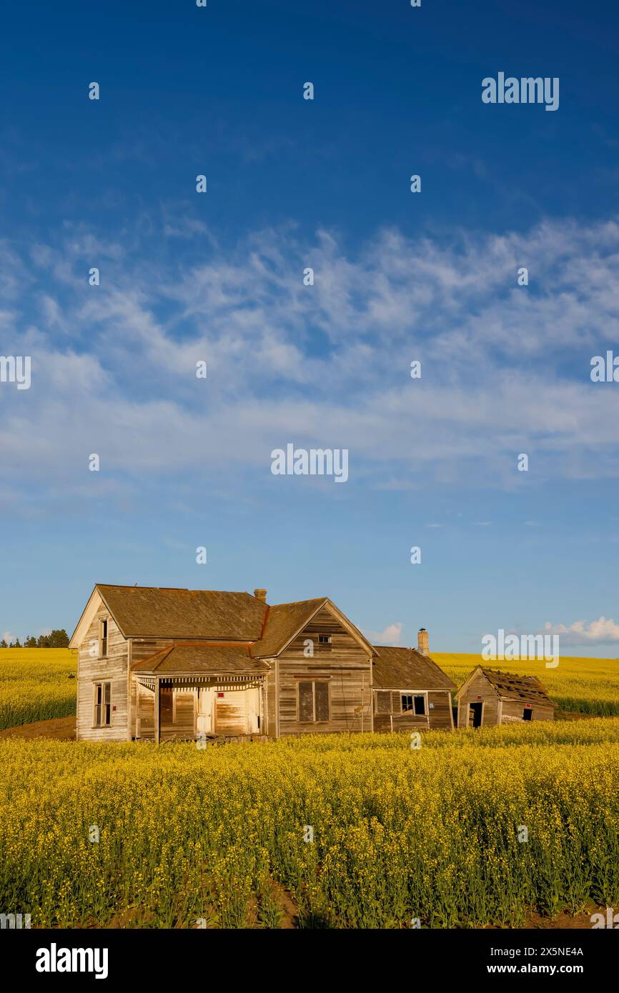 USA, Washington State, Palouse. Abandoned old Weber House surrounded by ...
