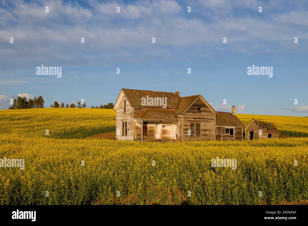 USA, Washington State, Palouse. Abandoned old Weber House surrounded by ...