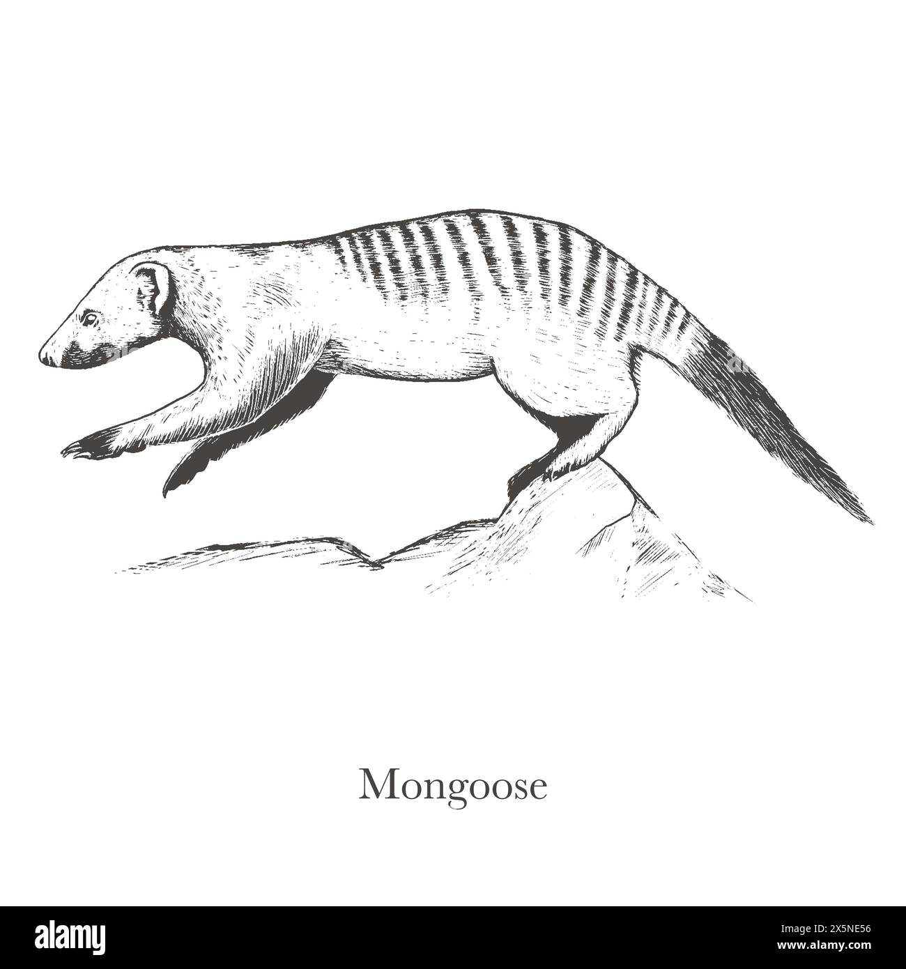 The mongoose Stock Vector Images - Alamy