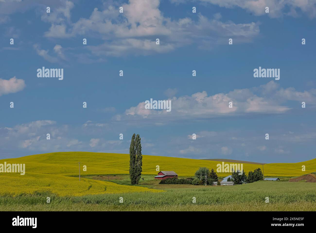 USA, Washington State, Palouse. Red barn and canola field Stock Photo ...