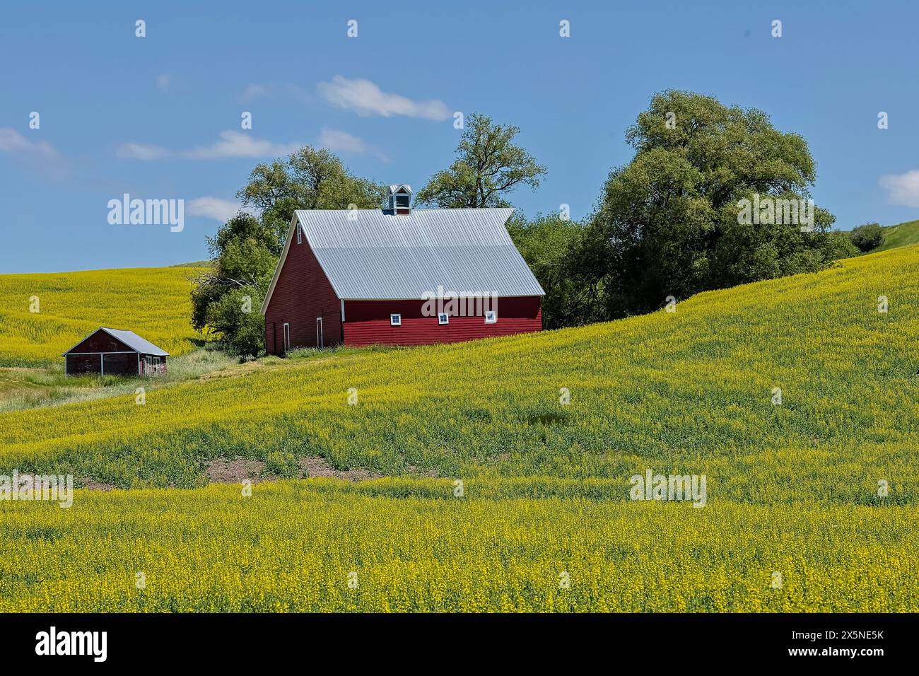USA, Washington State, Palouse. Red barn and canola field Stock Photo ...