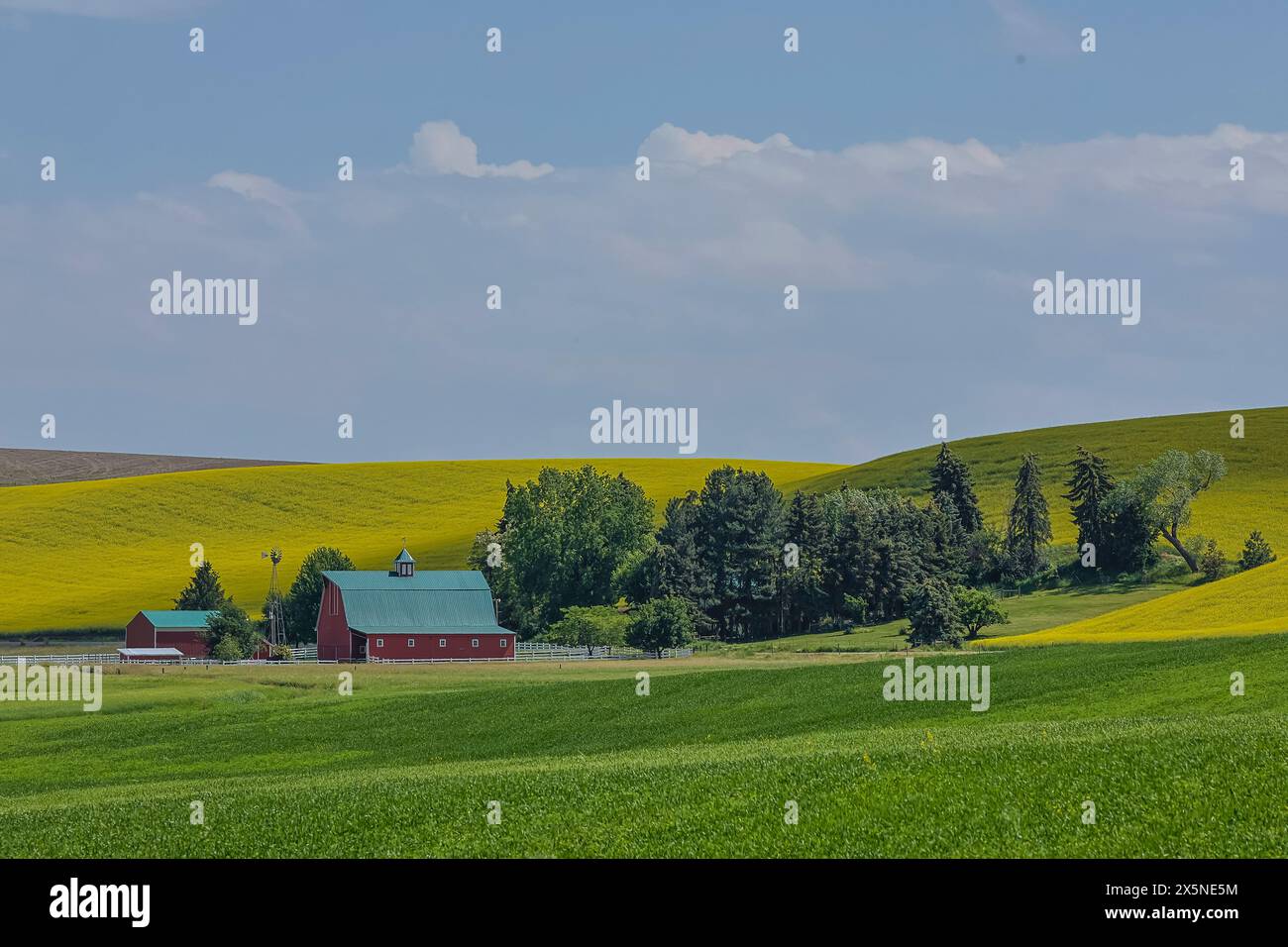 USA, Washington State, Palouse. Red barn and canola field Stock Photo ...