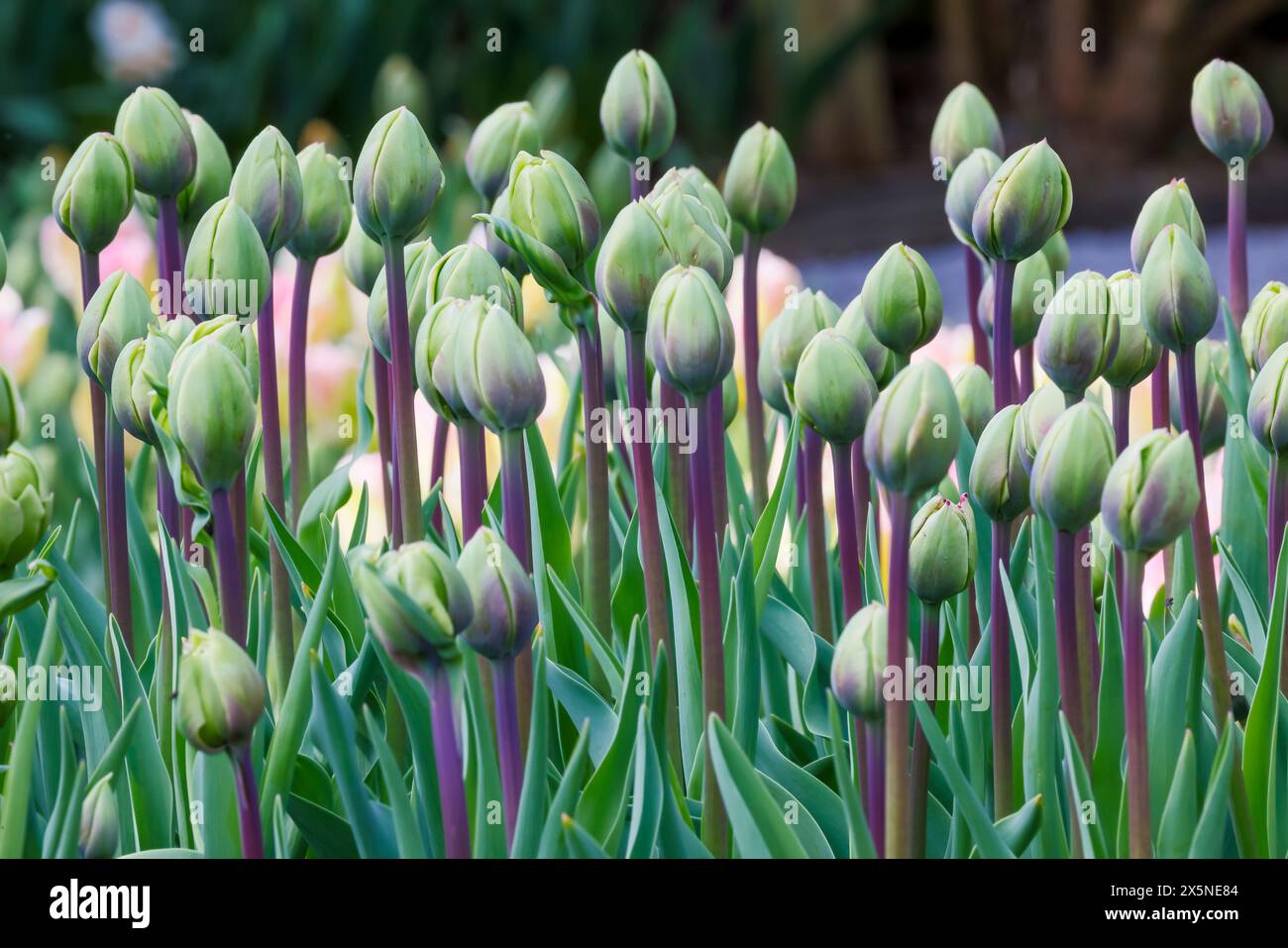 Tulip display garden hi-res stock photography and images - Alamy