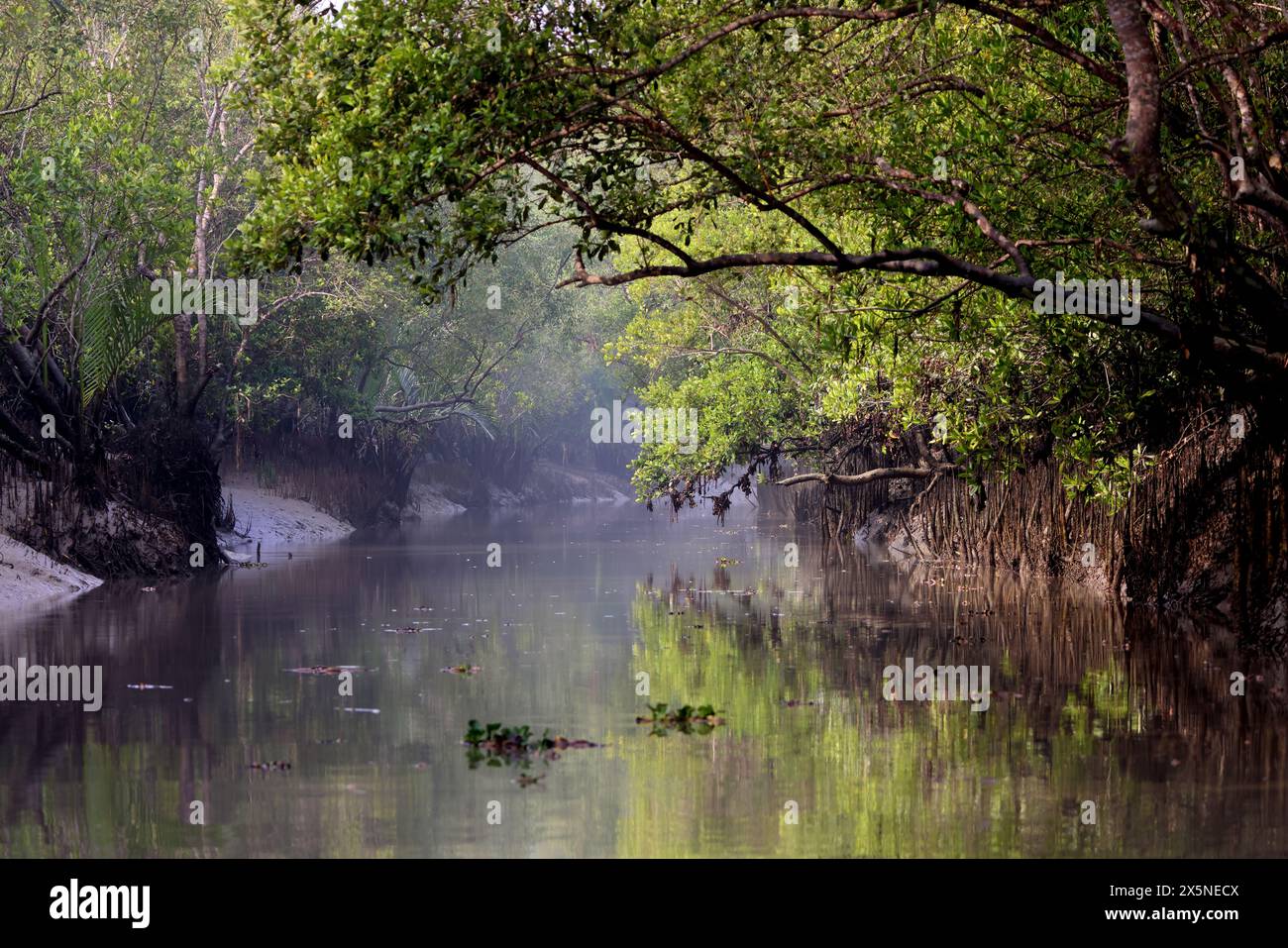 A canal in Sundarbans.Sundarbans is the biggest natural mangrove forest ...