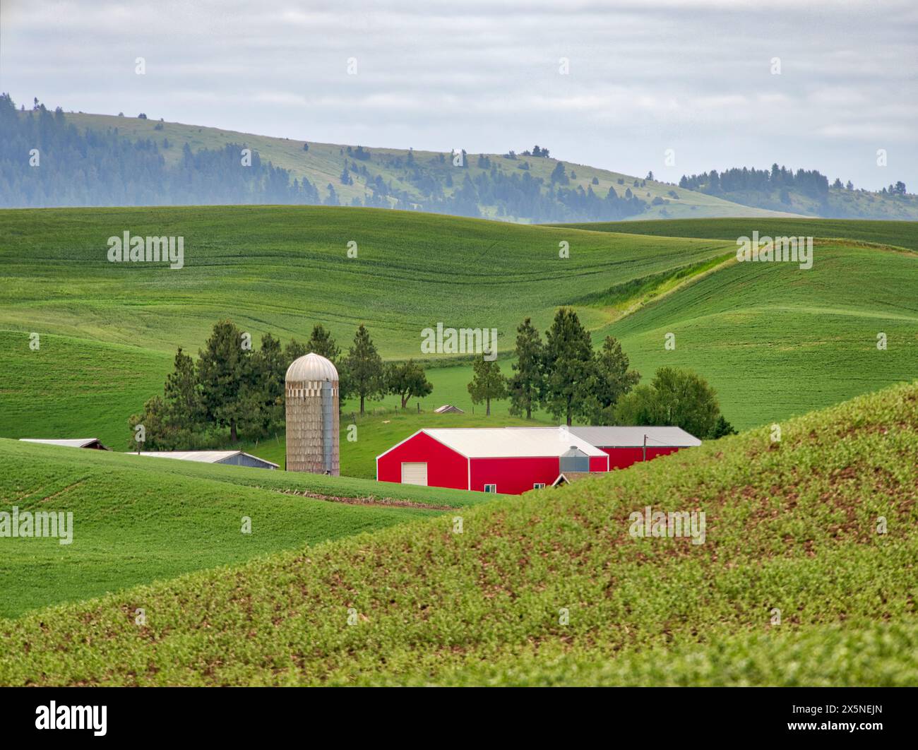 USA, Washington State, Palouse. Farm with red barn and silo and lentils ...