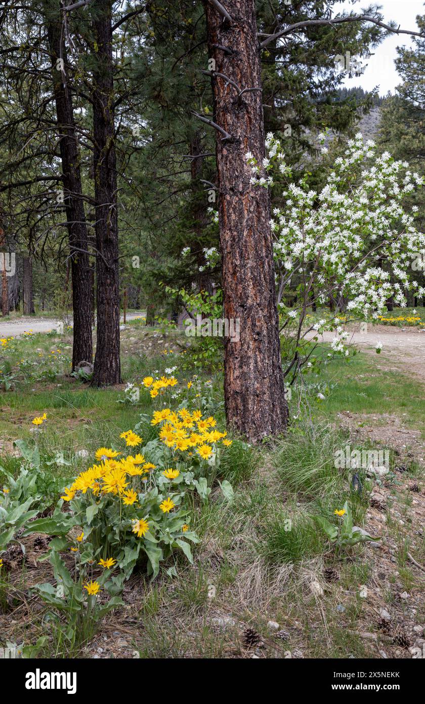 WA25249-00...WASHINGTON - Arrowleaf Balsamroot and Western Serviceberry ...