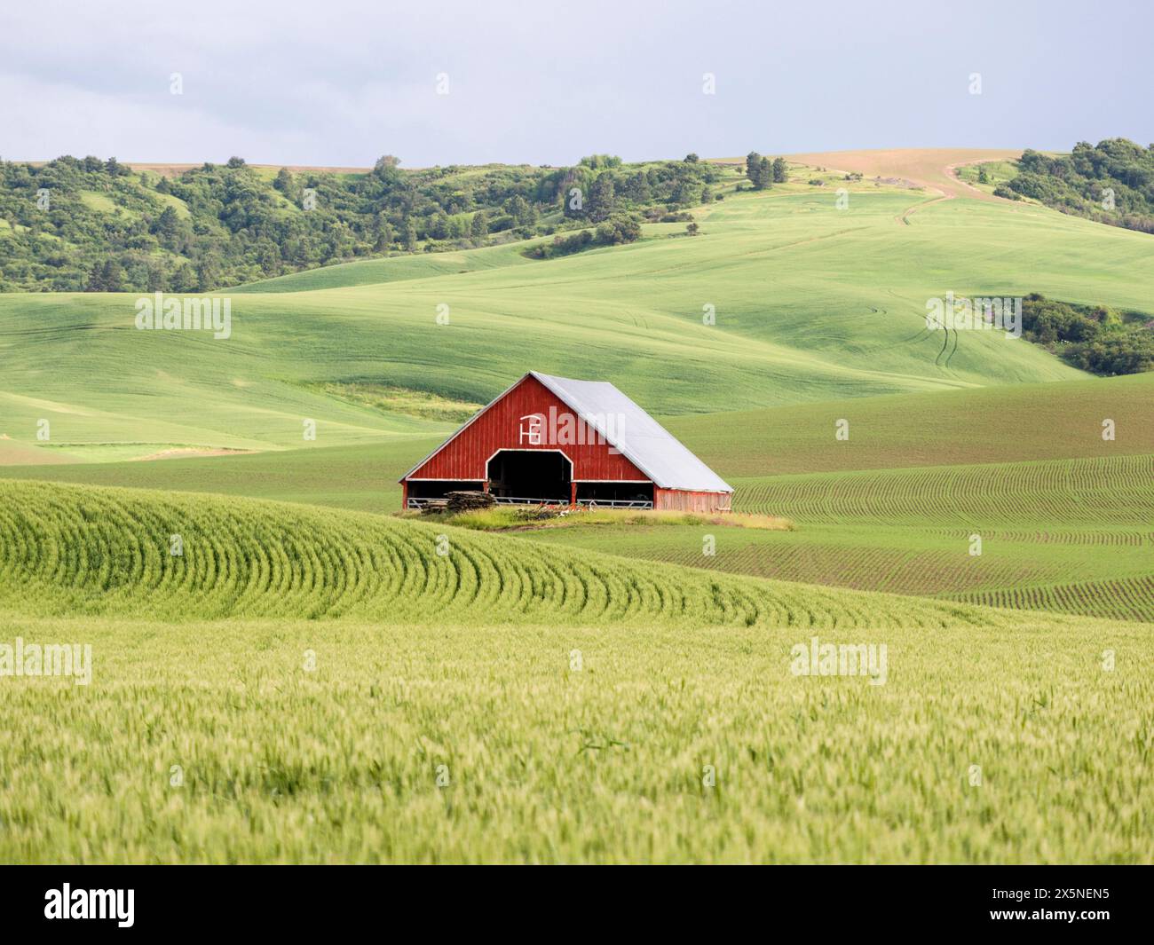 USA, Washington State, Palouse. Red barn in a field of wheat in the ...
