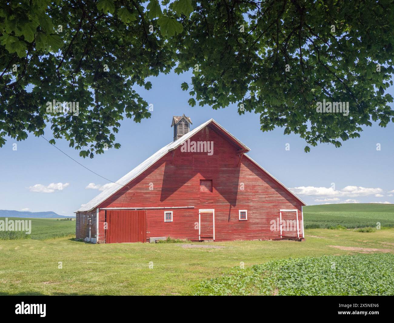 USA, Washington State, Palouse. Old red barn with a crop of wheat ...