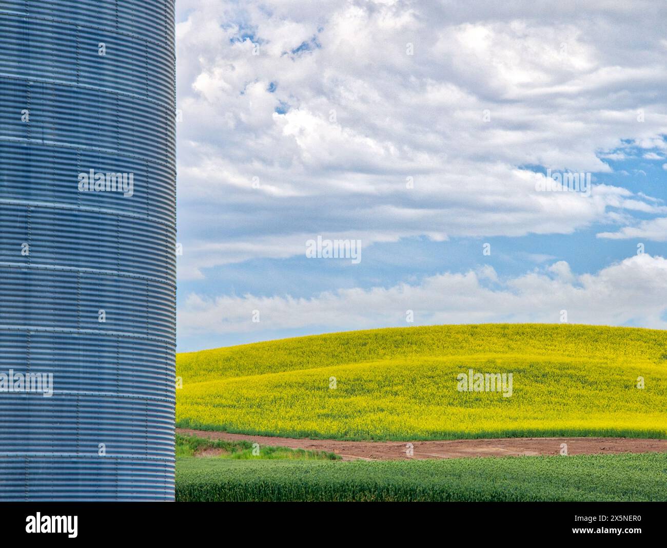 USA, Washington State, Palouse. Green wheat and yellow canola fields ...