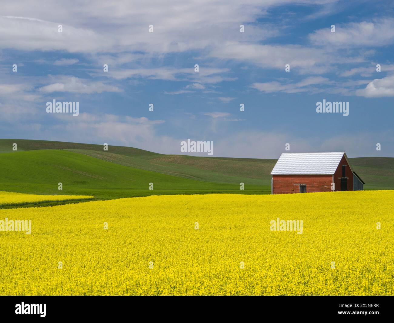 USA, Washington State, Palouse. Red barn with yellow blooming canola in ...