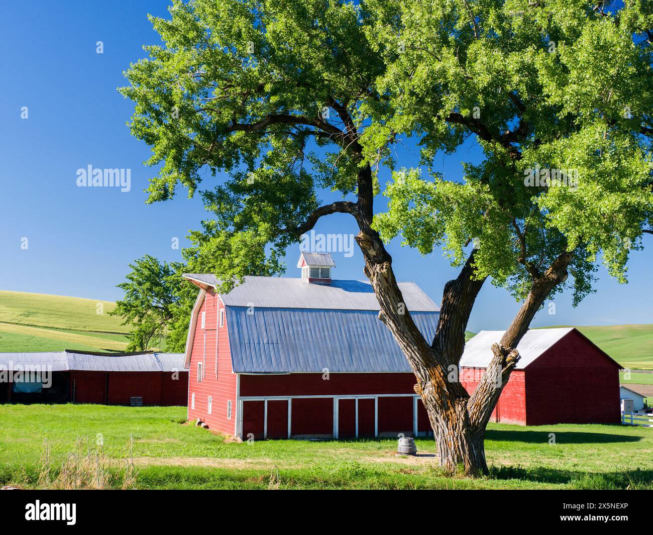 USA, Washington State, Palouse. Red barn, shed and tree on a country ...