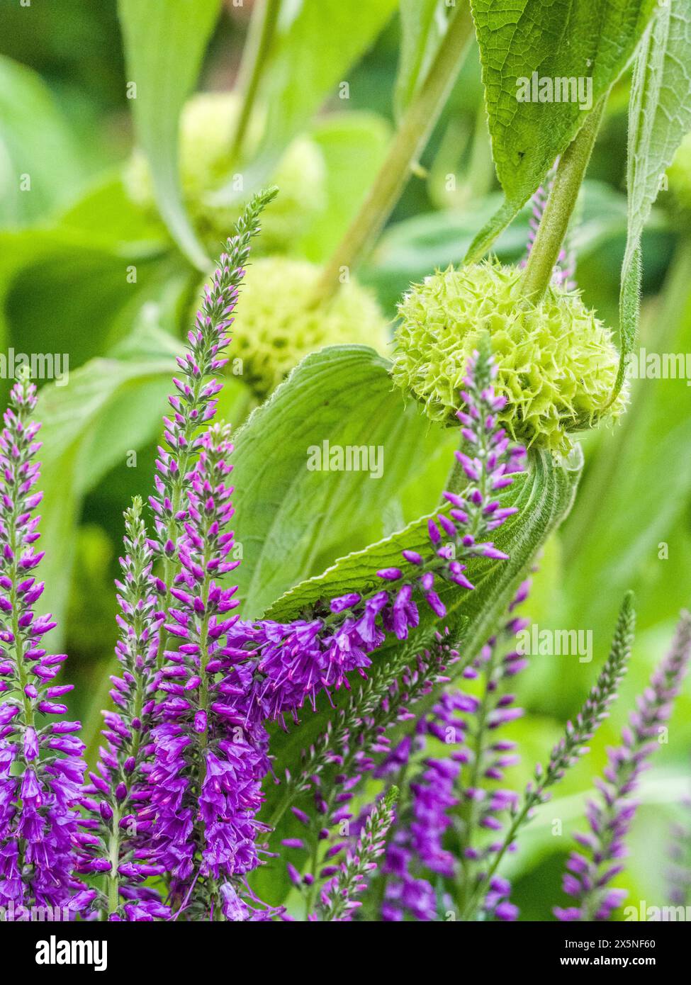 USA, Washington State, Auburn. Purple speedwell Veronica Stock Photo ...