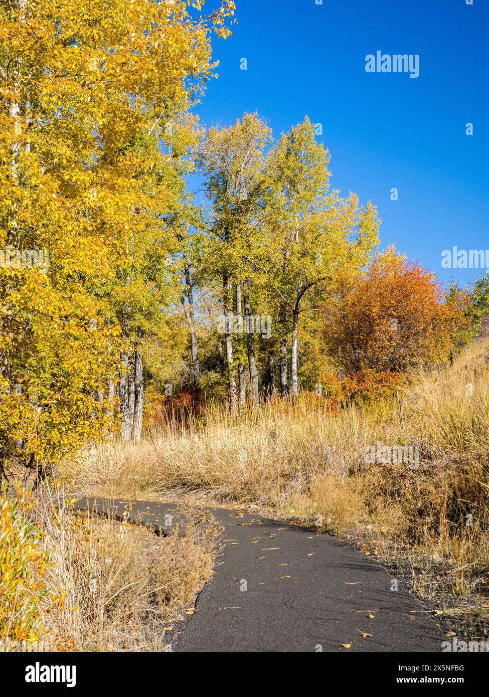 USA, Washington State, Kittitas County. Walkway through a forest along ...