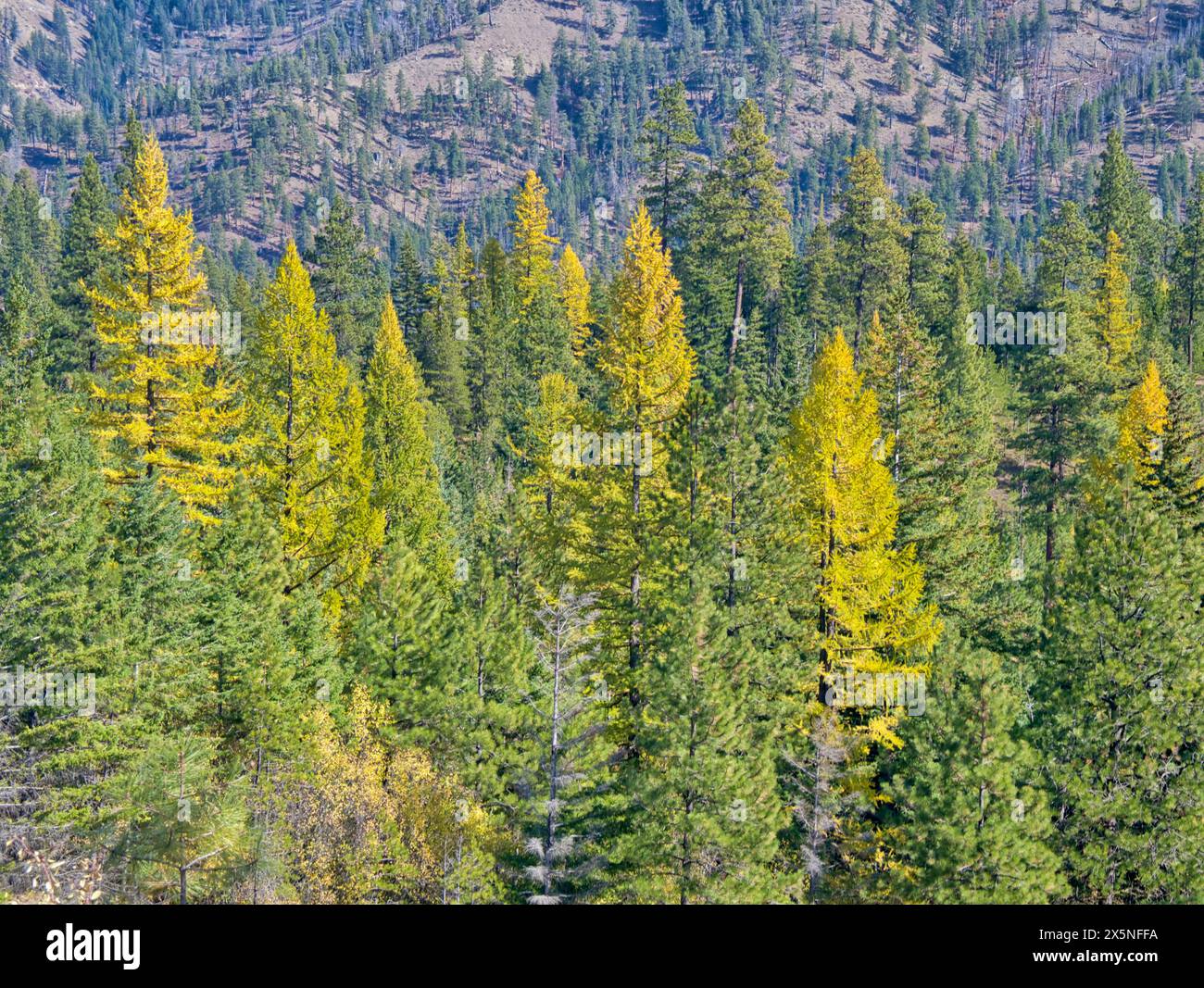 Evergreen trees in county hi-res stock photography and images - Alamy