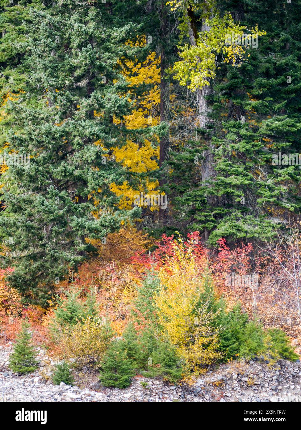 USA, Washington State, Kittitas County. Fall colors in the Okanogan ...