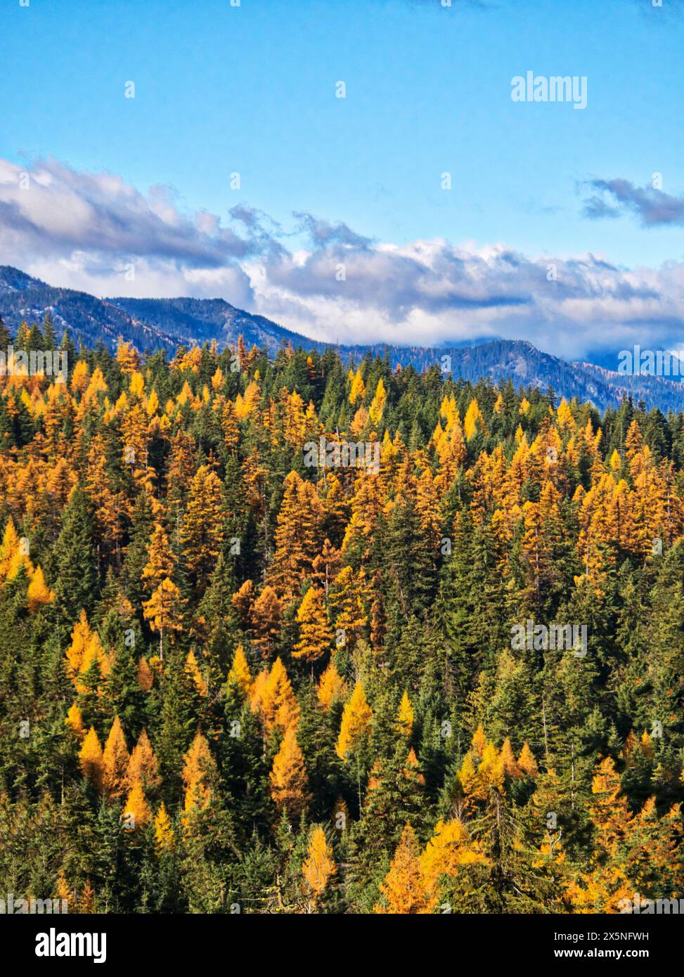 USA, Washington State, Kittitas County. Western Larch trees in autumn ...