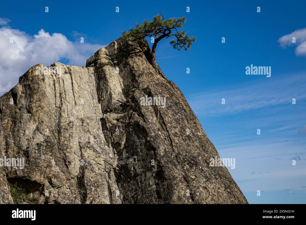 Tree growing out of rock hi-res stock photography and images - Alamy