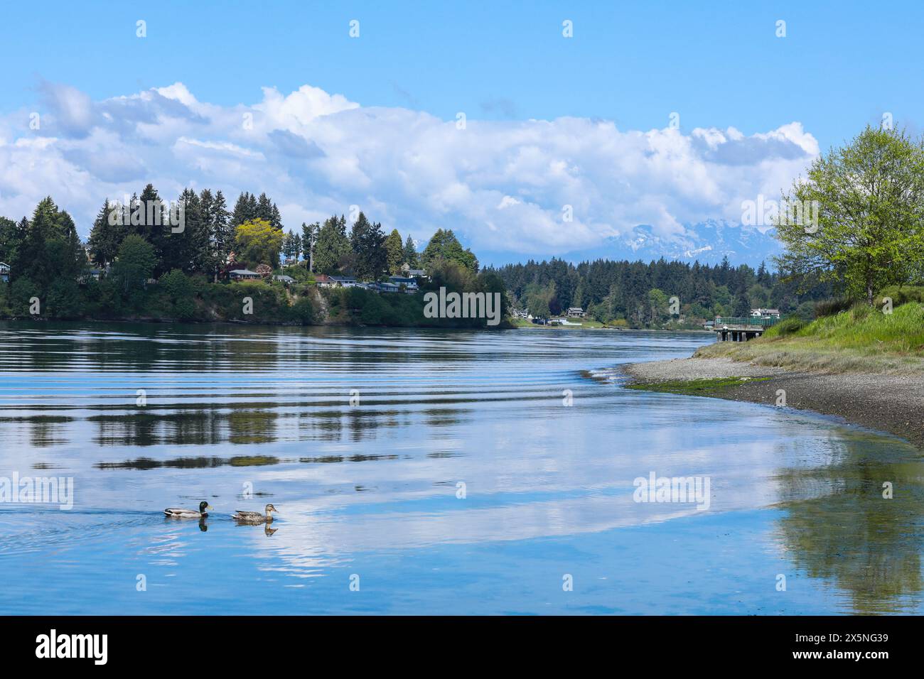 Bremerton, Washington State, USA. Waterfront nature scene of mallard ...
