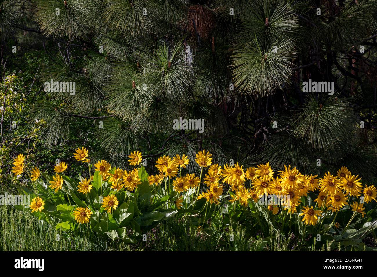 Balsamorhiza sagitata hi-res stock photography and images - Alamy