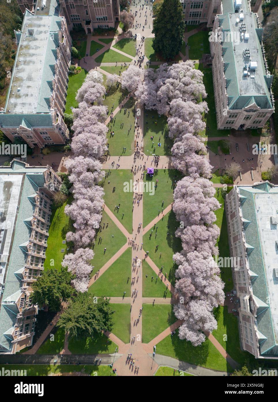 Cherry Blossoms at the University of Washington Quadrangle, Seattle ...