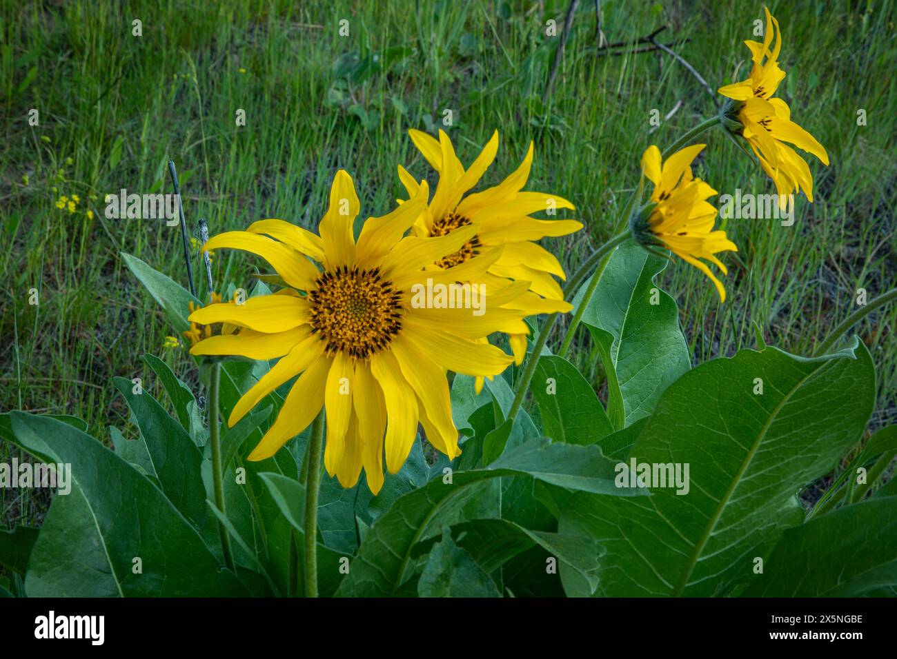WA25301-00..WASHINGTON - Arrowleaf Balsamroot growing in a grassy ...