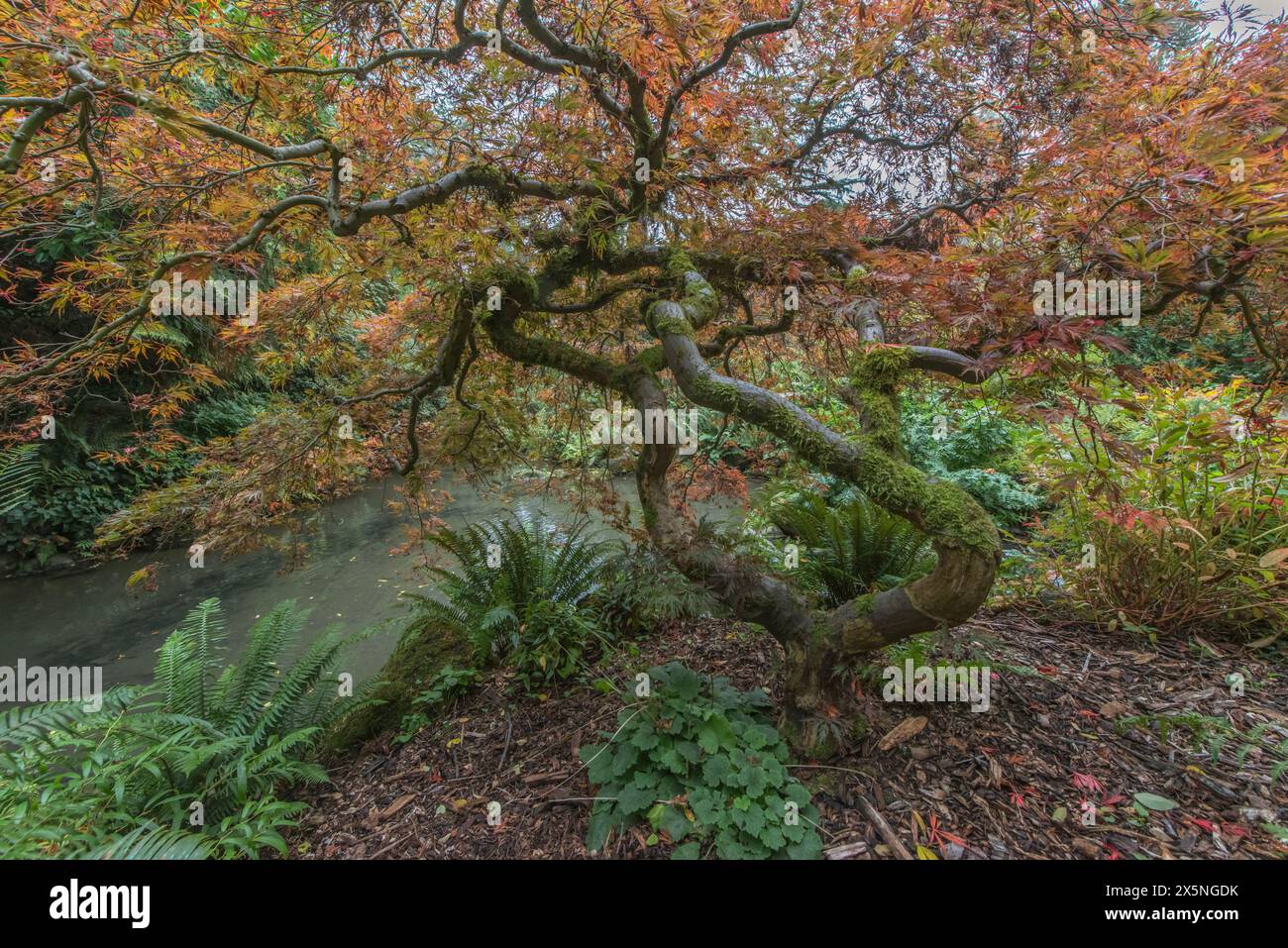USA, Washington State, Seattle. Japanese Maple Stock Photo - Alamy