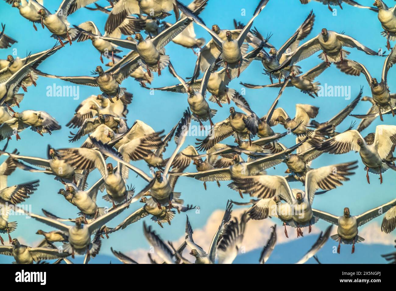 Mount baker washington snow geese hi-res stock photography and images ...