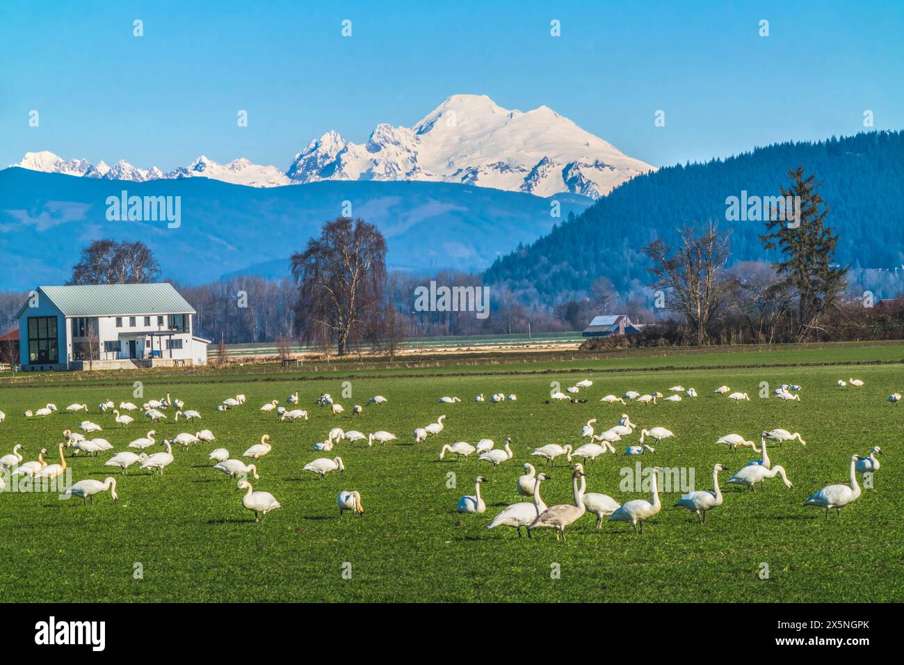 Group trumpeter swans flying in hi-res stock photography and images - Alamy