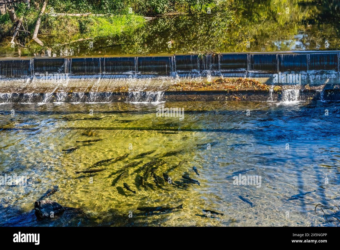 Chinook salmon, Issaquah State Salmon Hatchery, Washington State Stock ...