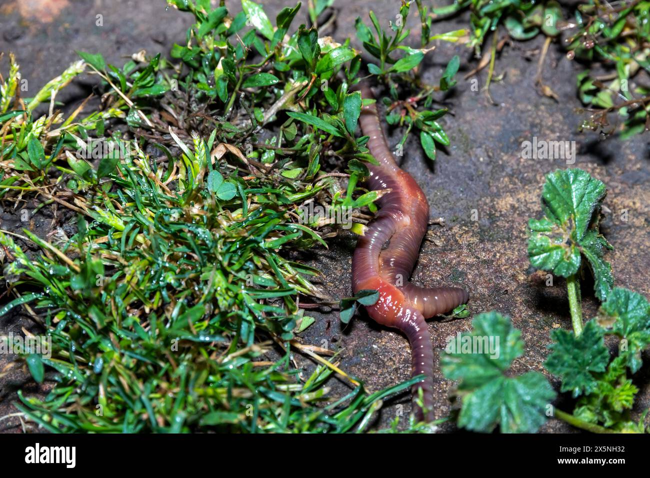 Close up of earthworms mating Stock Photo - Alamy