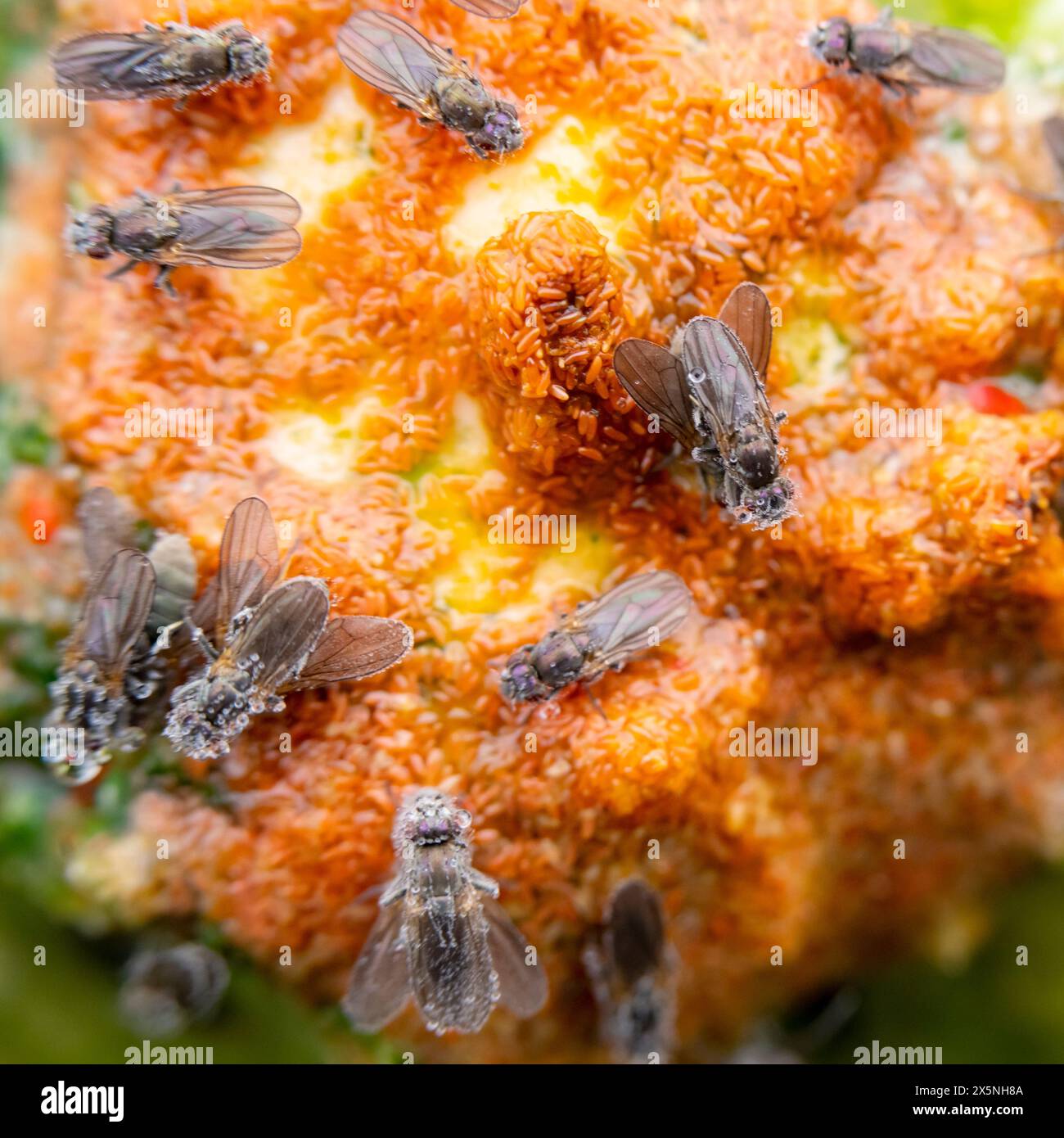 Flies lay eggs hi-res stock photography and images - Alamy