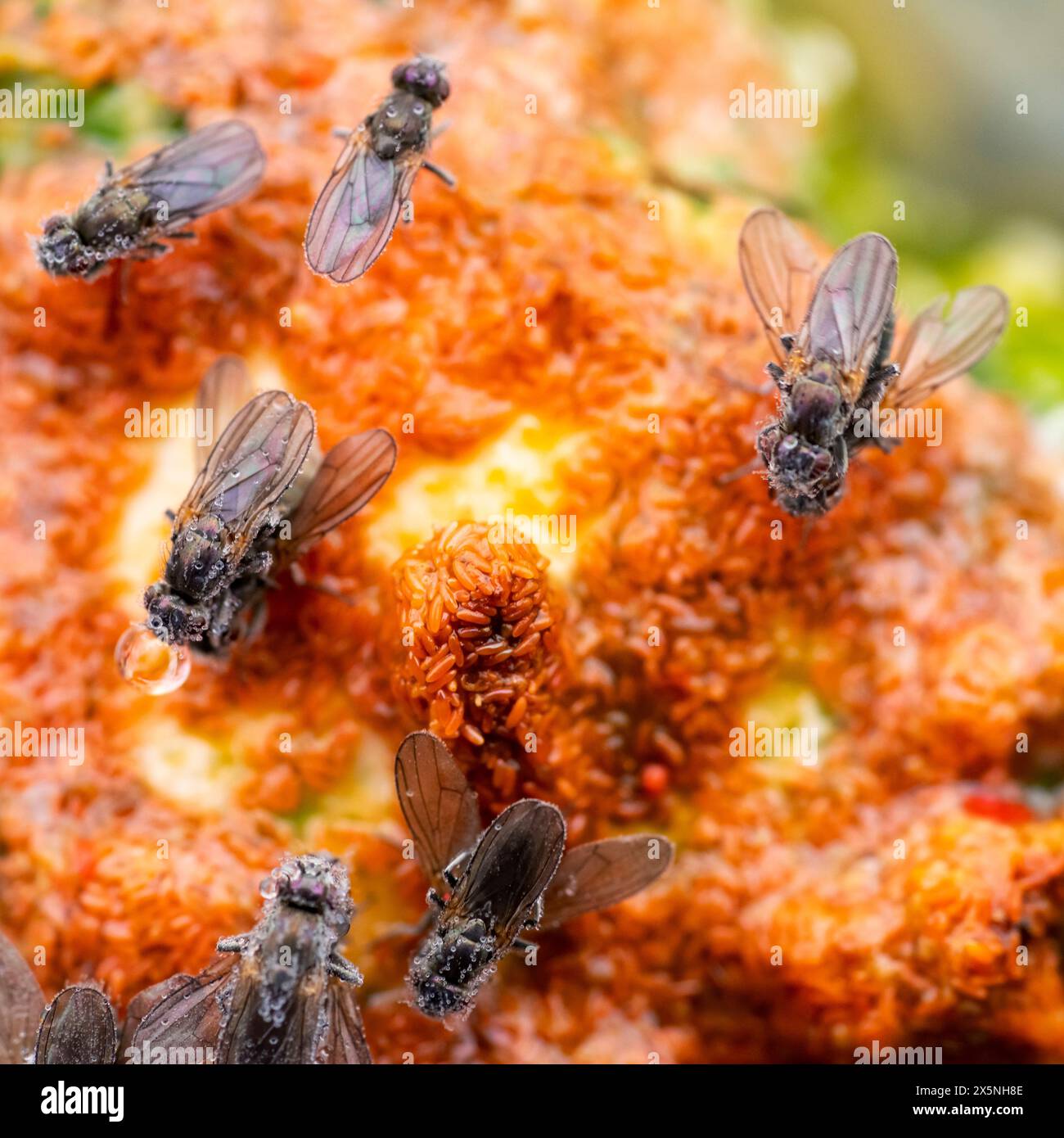 Yellowstone brine hi-res stock photography and images - Alamy