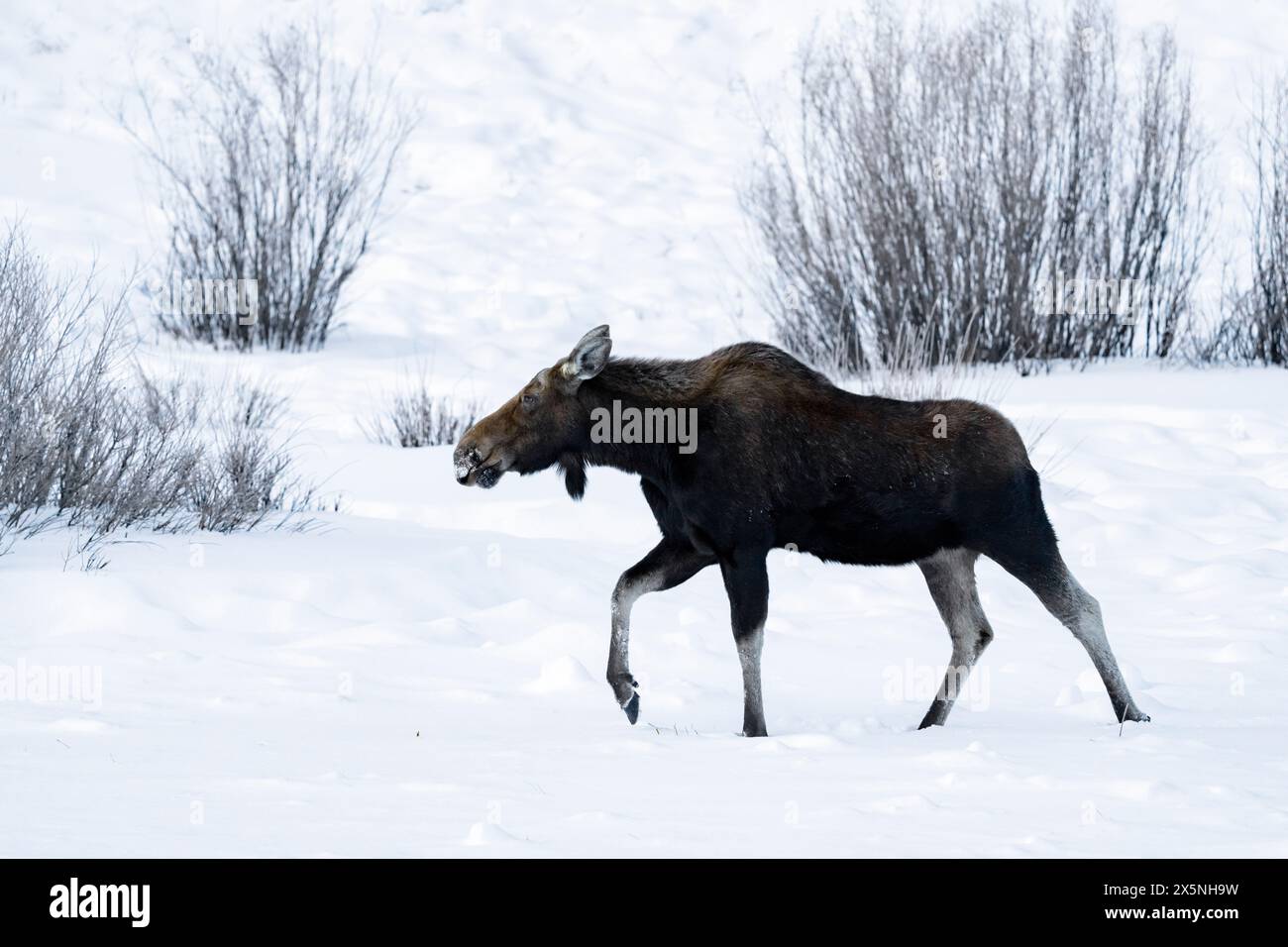 Female moose hi-res stock photography and images - Alamy