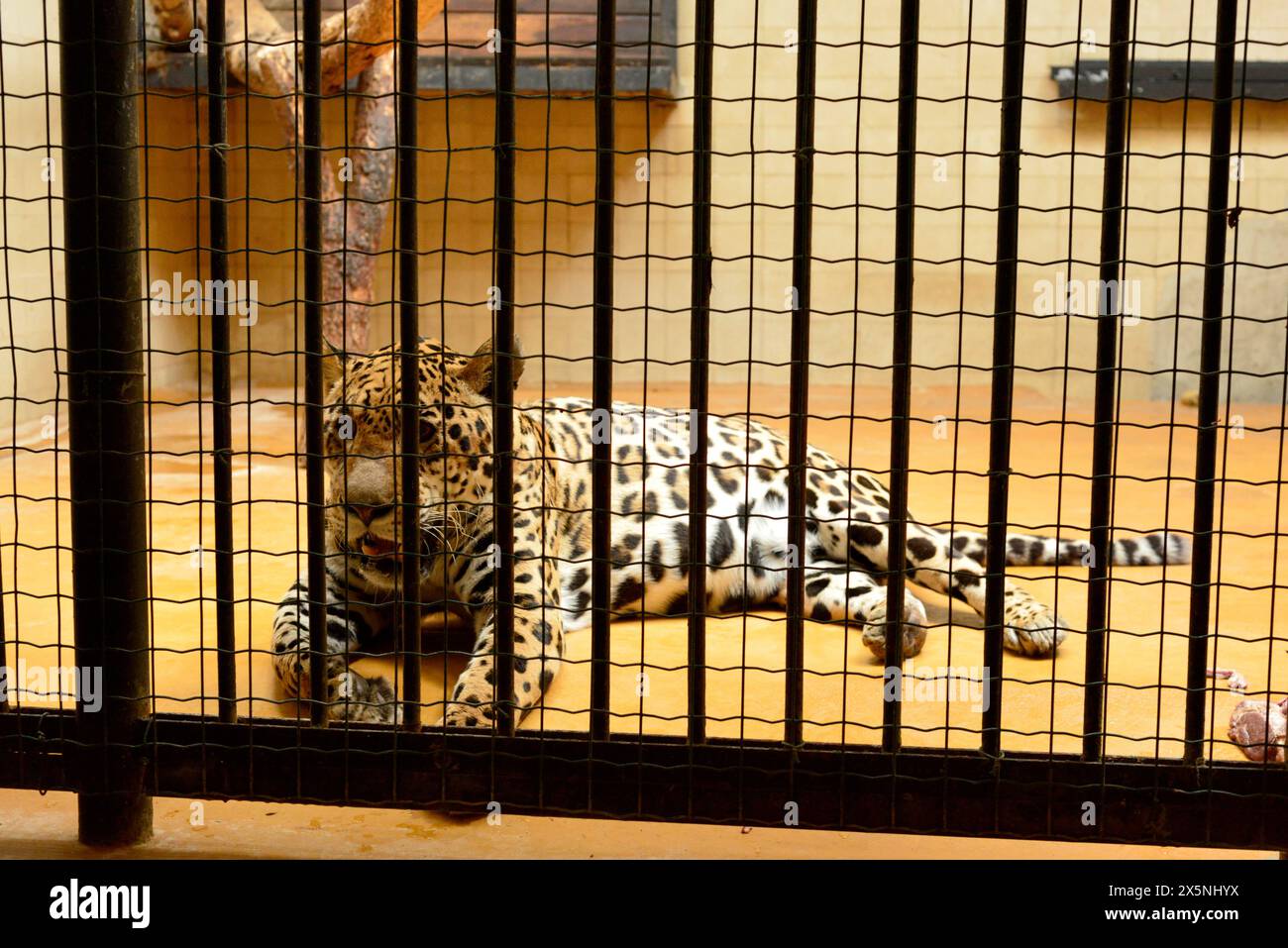 Zoo animals cage hi-res stock photography and images - Alamy