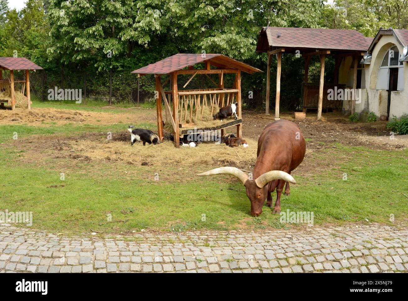 Dwarf goats hi-res stock photography and images - Alamy