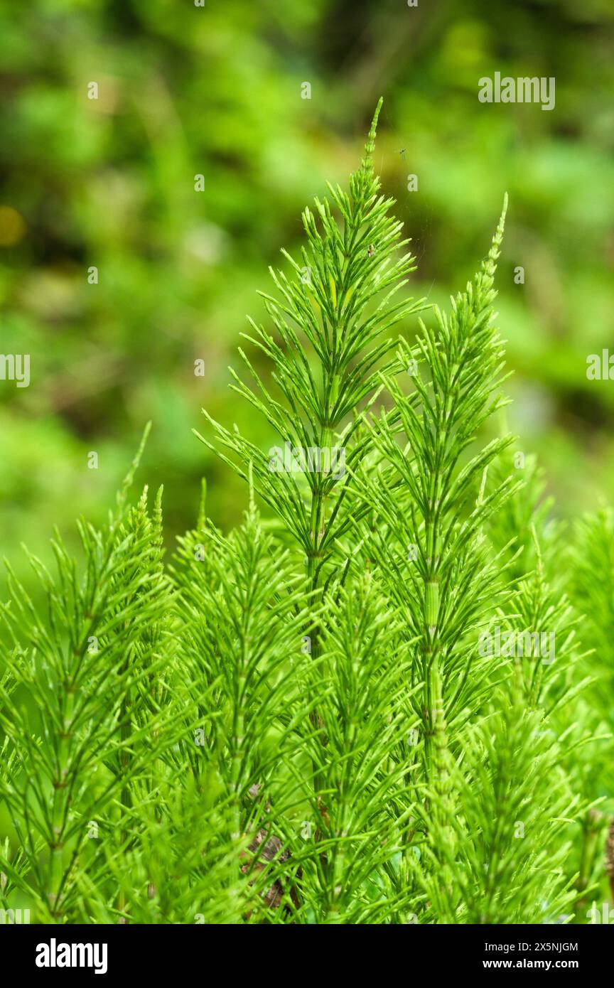 Equisetum arvense aka common horsetail. Prehistoric medical herb Stock ...