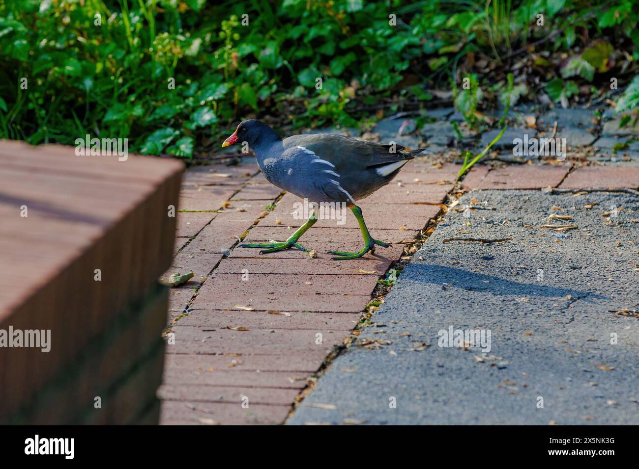 The Eurasian coot, Fulica atra, also known as the common coot, walking ...