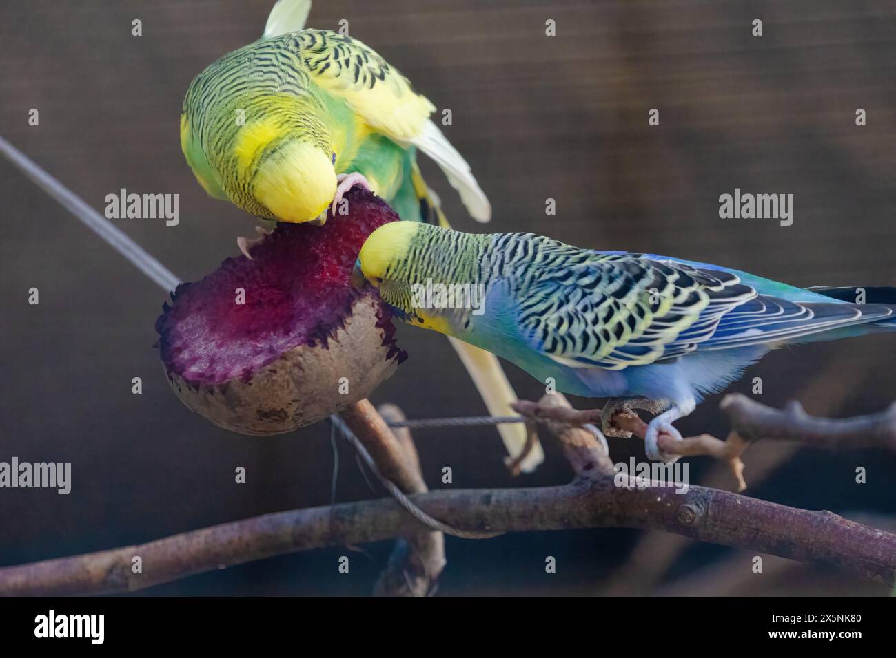 A blue and yellow parakeet is perched on a branch. The bird has a ...