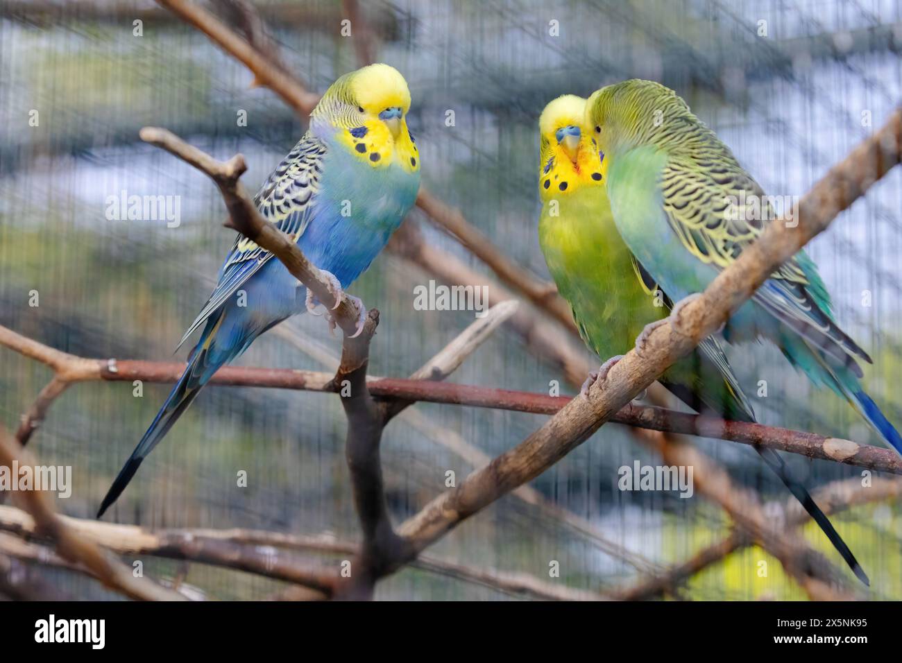 A blue and yellow parakeet is perched on a branch. The bird has a ...