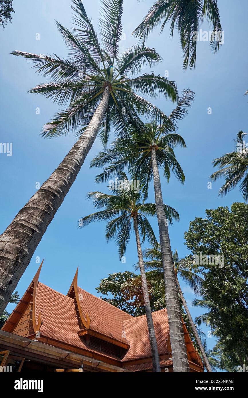 Thailand, Koh Samui (Samui Island), coconut palm trees and a resort by ...