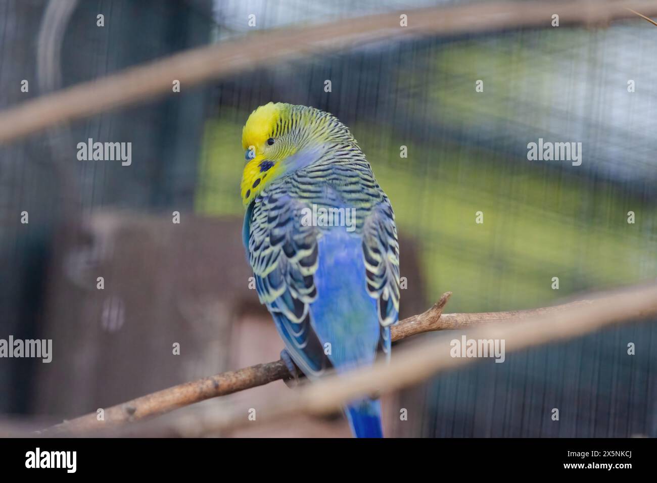 A blue and yellow parakeet is perched on a branch. The bird has a ...