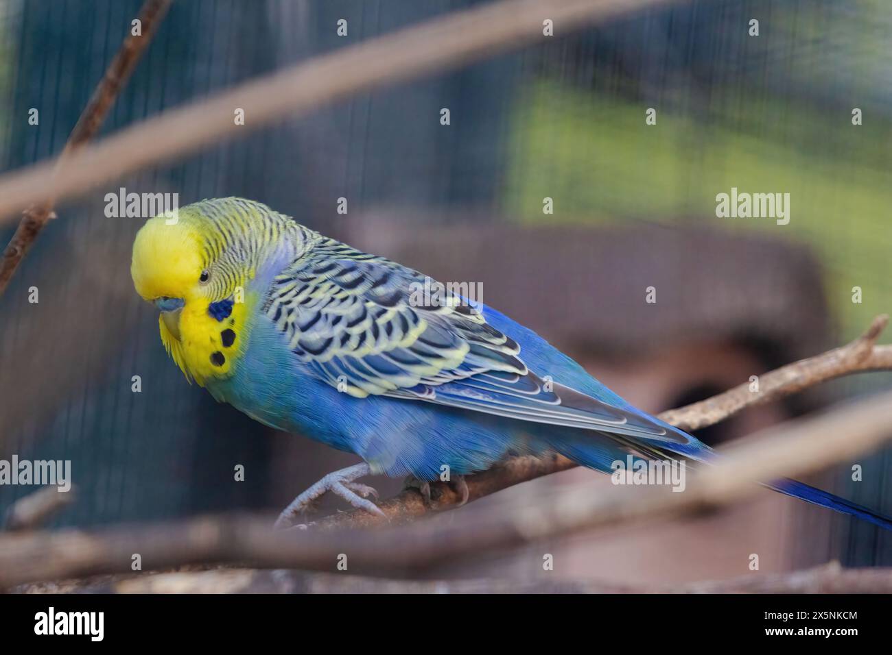 A blue and yellow parakeet is perched on a branch. The bird has a ...