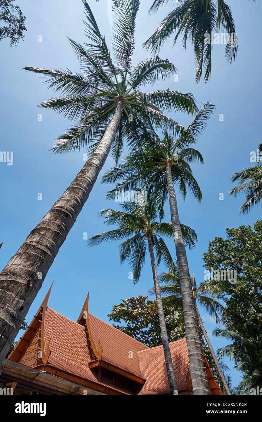 Thailand, Koh Samui (Samui Island), coconut palm trees and a resort by ...
