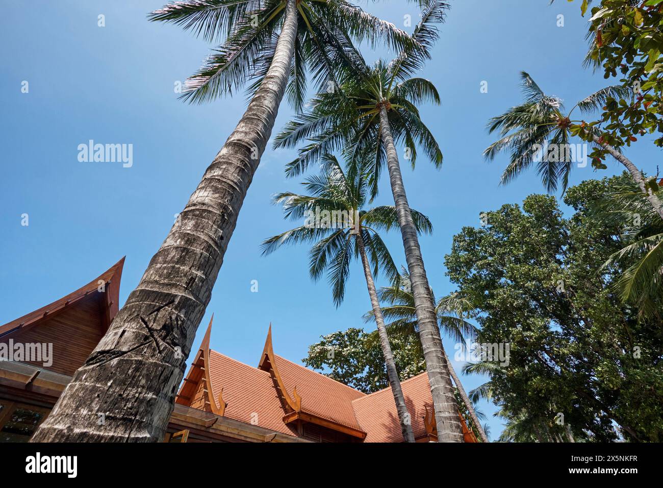 Thailand, Koh Samui (Samui Island), coconut palm trees and a resort by ...