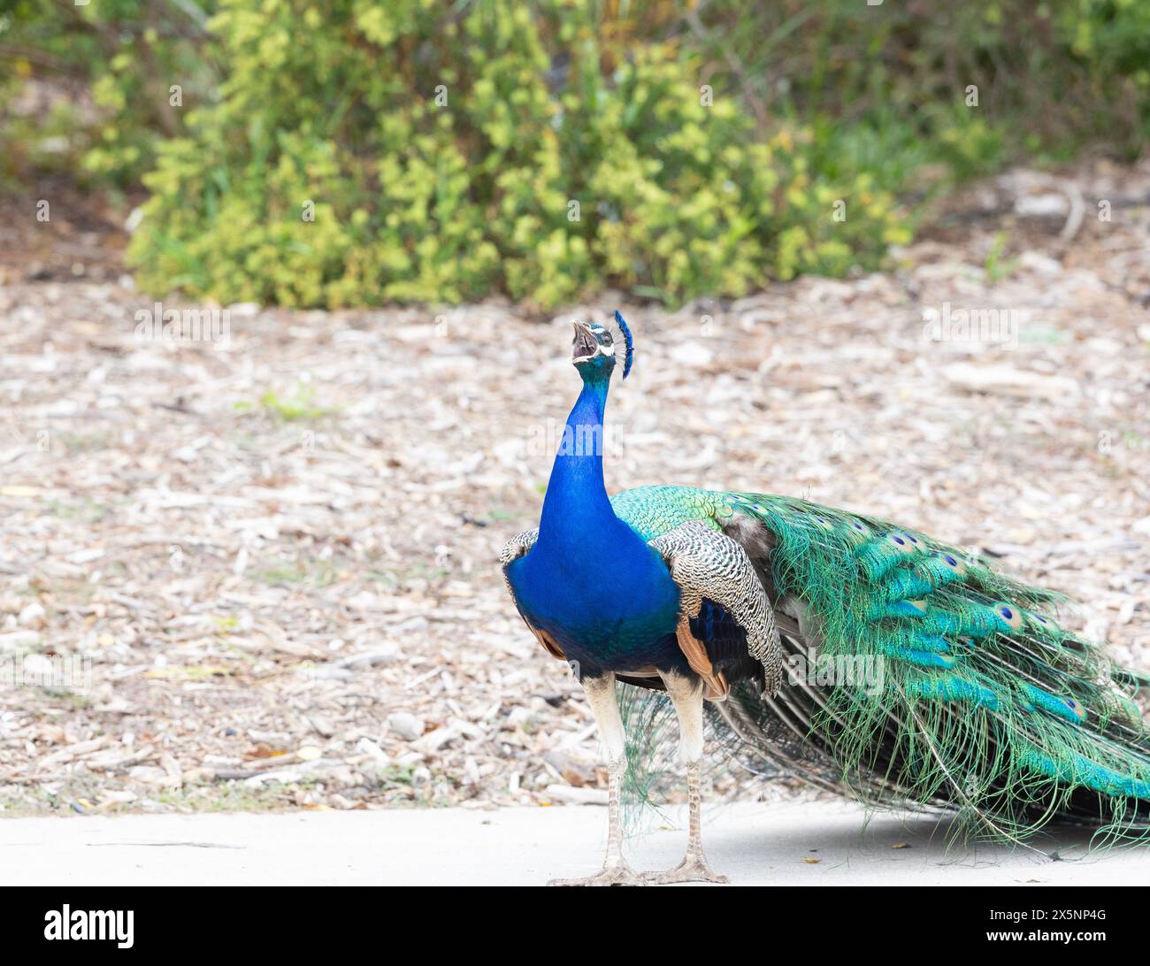 Calling peacock hi-res stock photography and images - Alamy