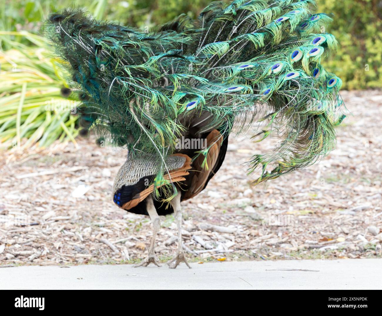 Peacock Shaking Tail Feathers Stock Photo - Alamy